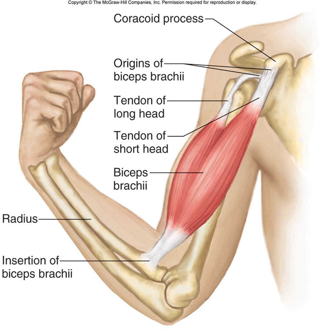 Pour en venir à bout d’une contracture du biceps